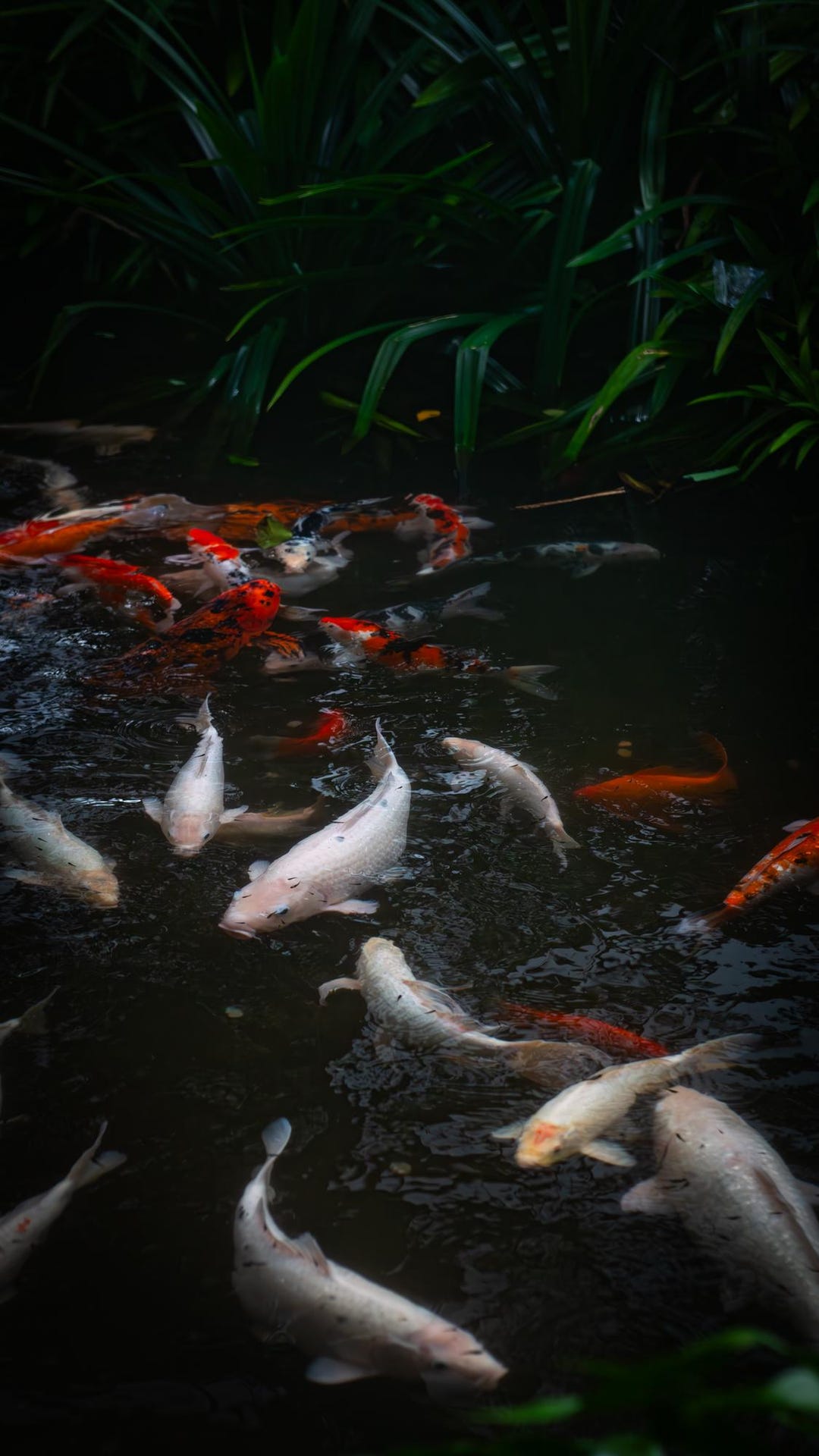 Koi Pond of Byodo-in Temple Oahu Hawaii - Travel Photography - Etsy