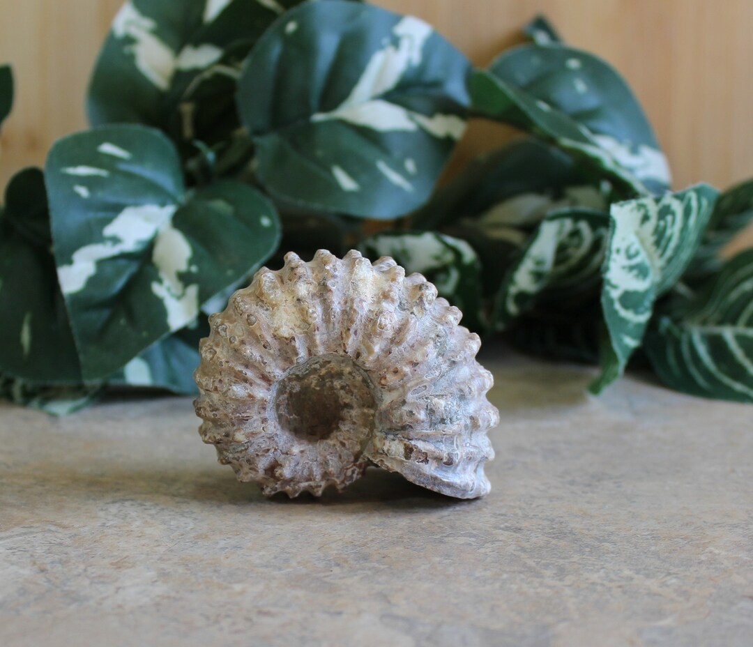 Tractor Ammonite Fossil Fossilized Snail Knobby Ammonite Gifts for Him ...