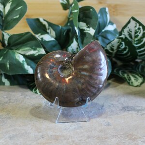 Red Flash Ammonite Fossil Fossilized Shell Gifts for Home Trendy Office ...
