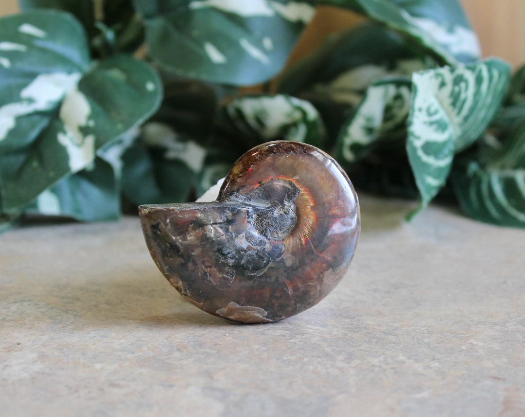 Small Red Flash Ammonite Fossil Fossilized Shell Fossil Gifts for Him ...