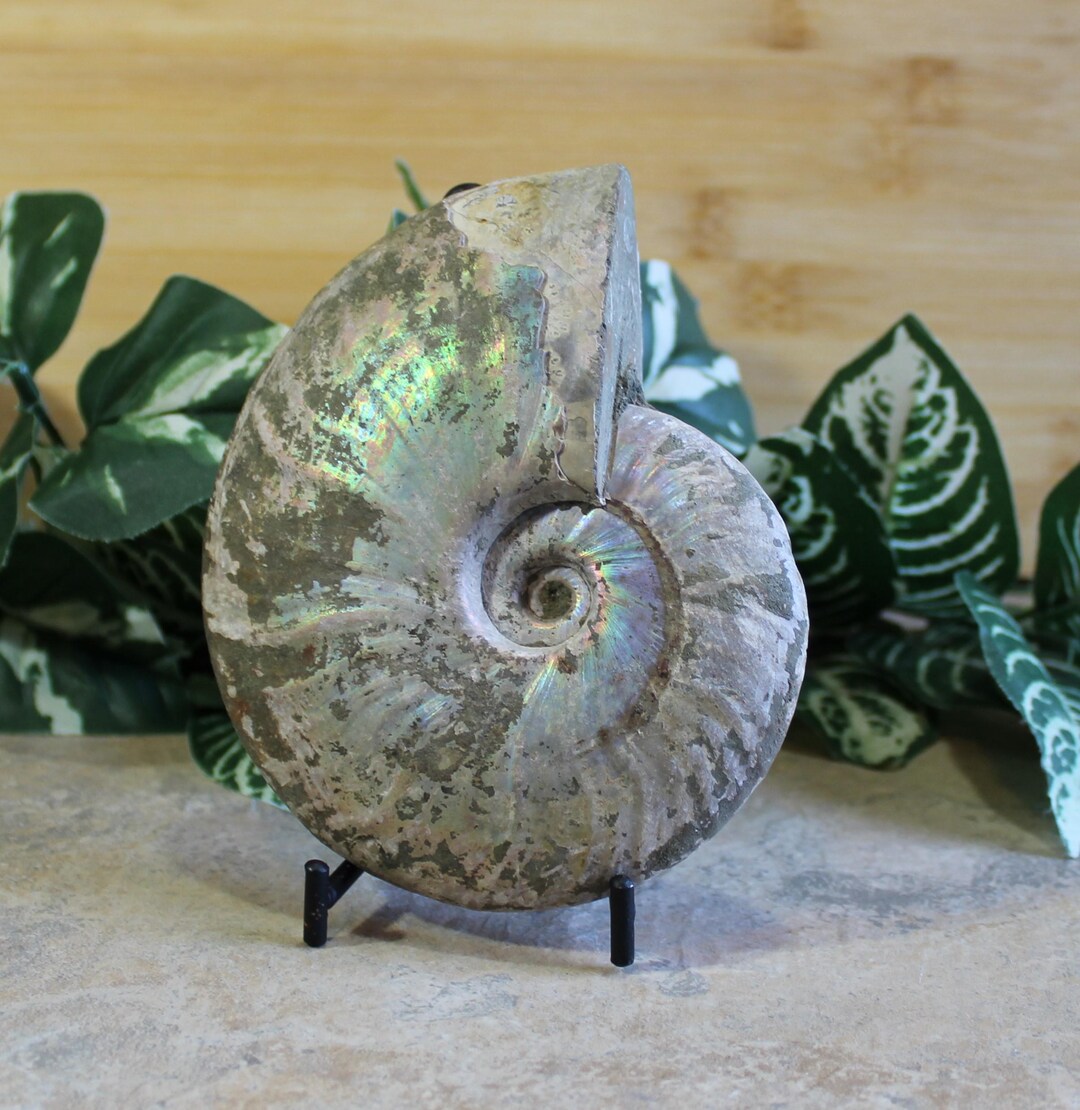 Amazing Iridescent Large Ammonite Fossil Trendy Office Decor Gifts for ...