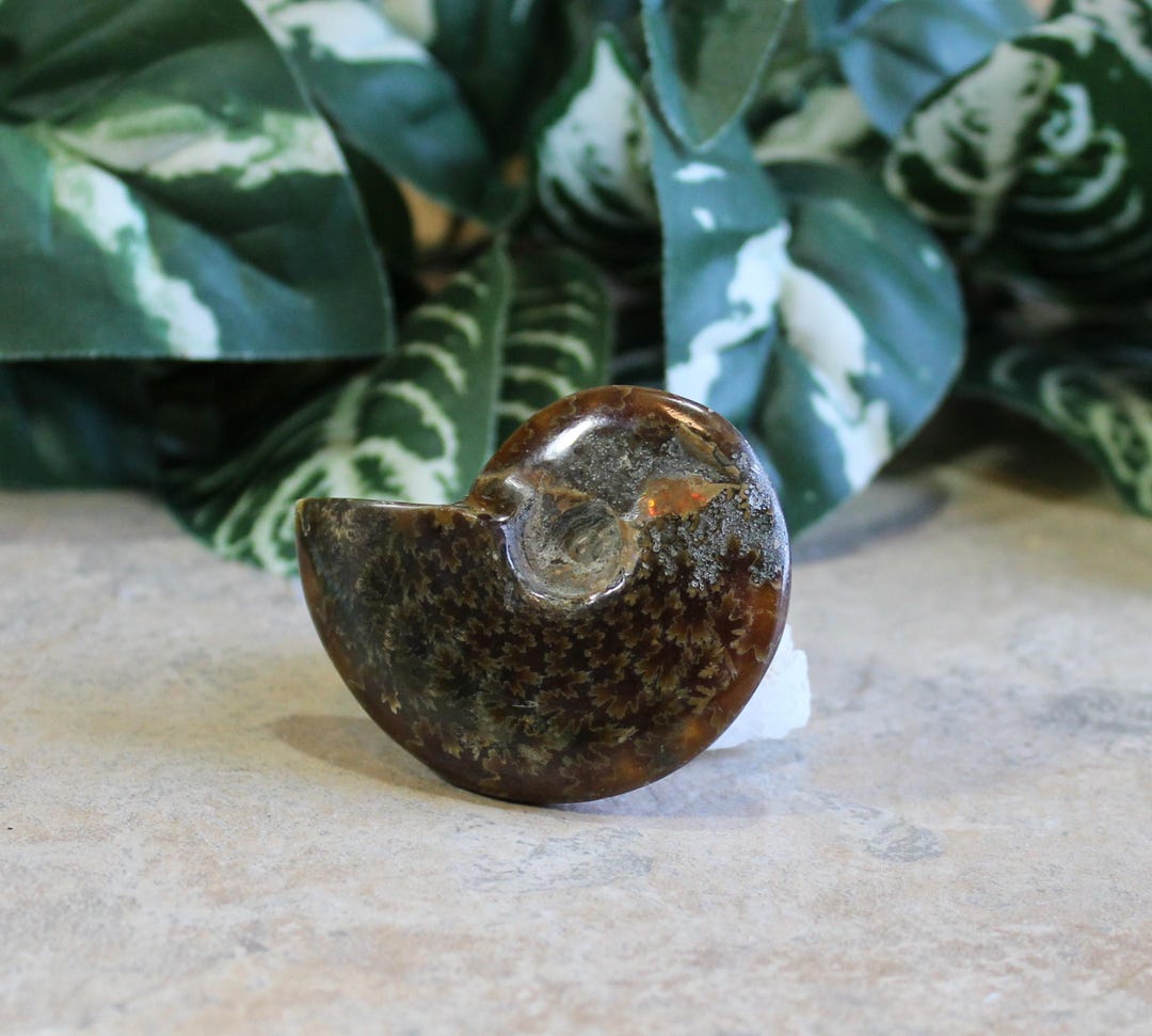 Small Ammonite Sutured Fossil Birthday Gifts Fossil Home Decor Gifts ...