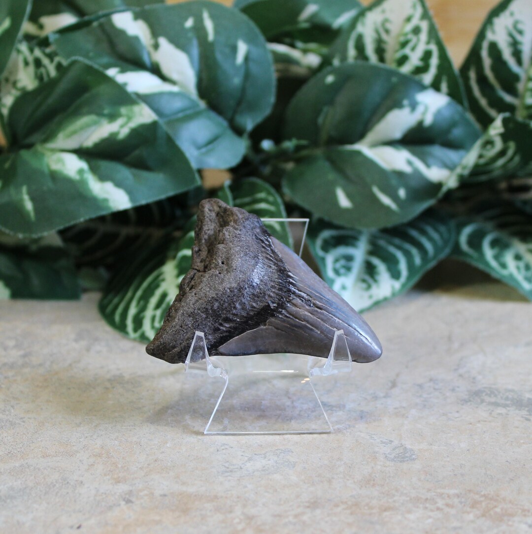 Megalodon Shark Tooth Fossil 2 1/4" Megalodon Fossil Office Fossil ...