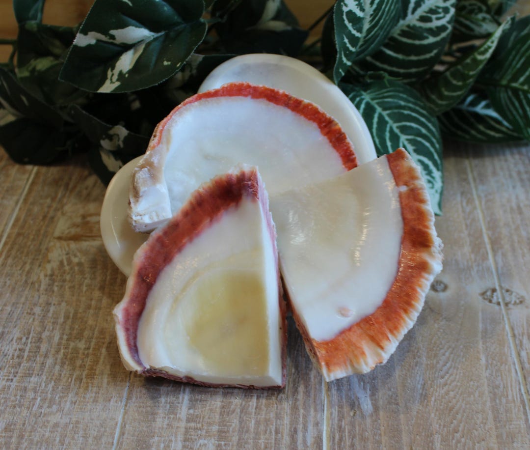 Lovely Spiny Oyster Shell Altar Herb Shells Gifts for Home Smudging ...