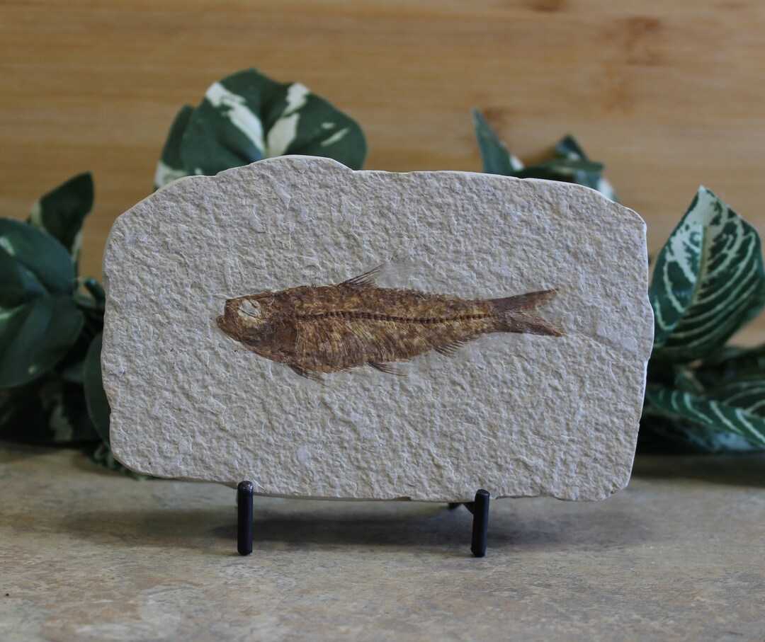 Fish Fossil Slab Fossilized Fish Gifts for Him Trendy Office Decor ...