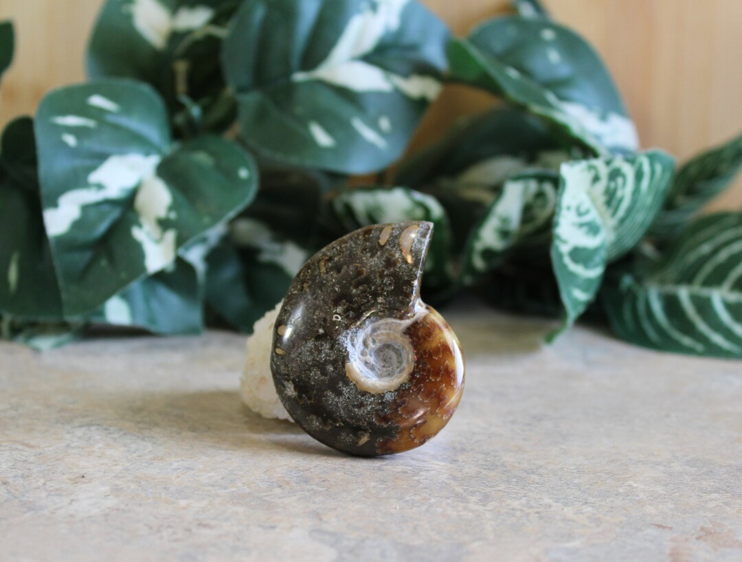 Small Ammonite Fossil Sutured Ammonite Fossilized Shell Gifts for Home ...