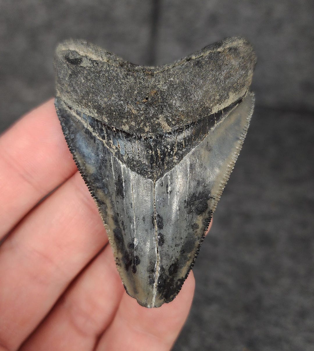 Authentic, 2.45" Fossil Megalodon Tooth - Venice, Florida - Meg #1536 ...