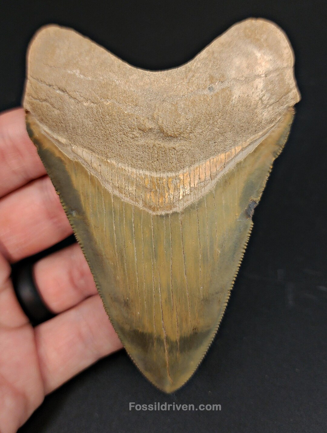High Quality, 4.14" Fossil Megalodon Tooth - Bone Valley, Florida - Meg ...