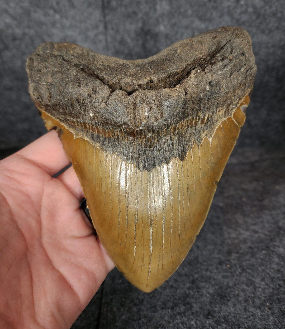 Huge & Authentic, 6.06" Fossil Megalodon Tooth - Meg Ledge - Etsy