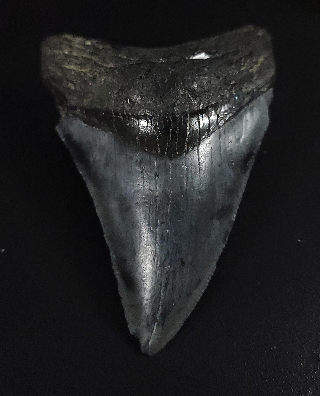 Authentic, 2.92" Fossil Megalodon Tooth - Venice, Florida - Meg #1112 ...
