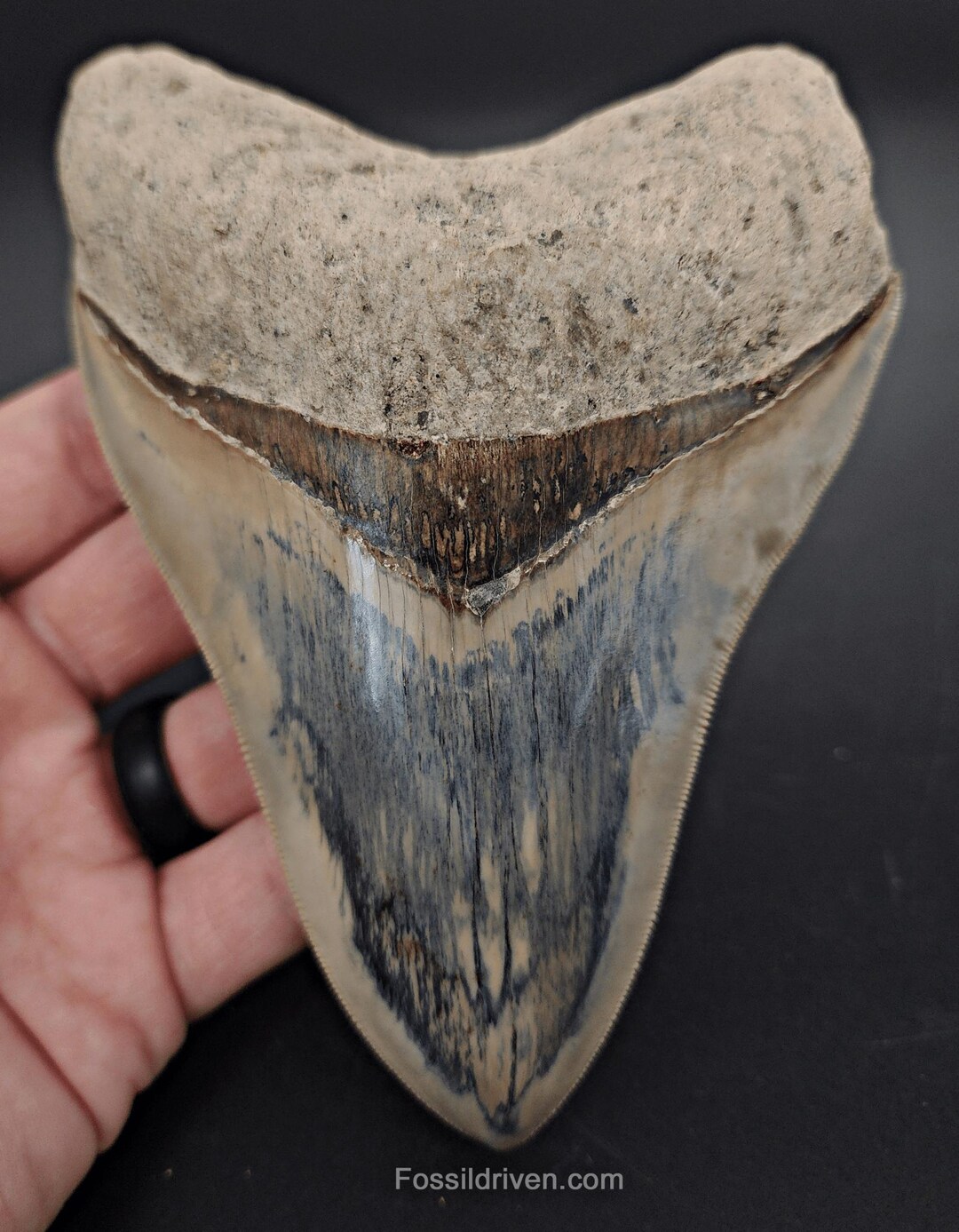 Collector Quality, 5.63" Fossil Megalodon Tooth - Indonesia - Meg #1881 ...