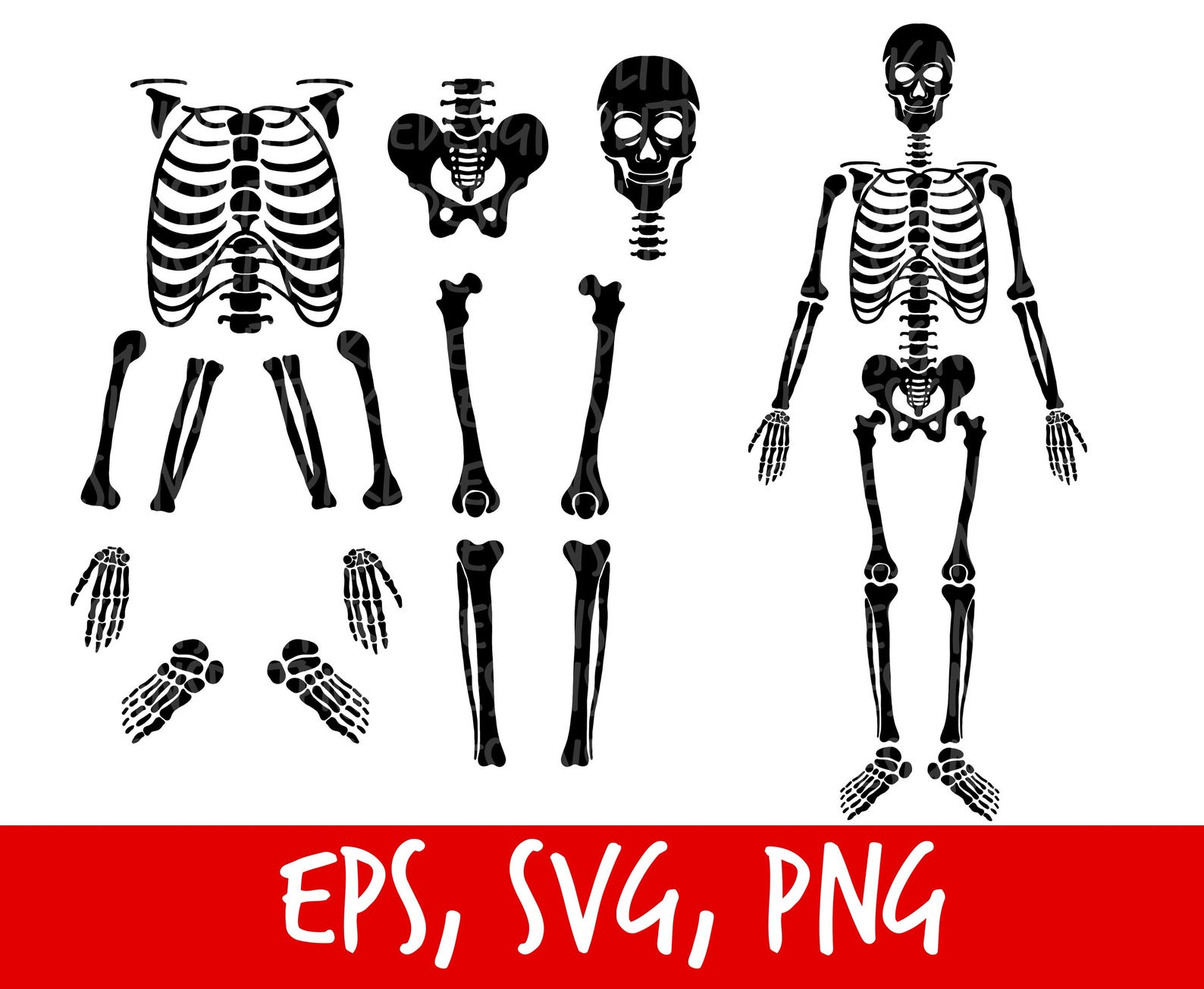 Skeleton Parts SVG PNG EPS, Skeleton Png, Skeleton Svg, Halloween Svg ...
