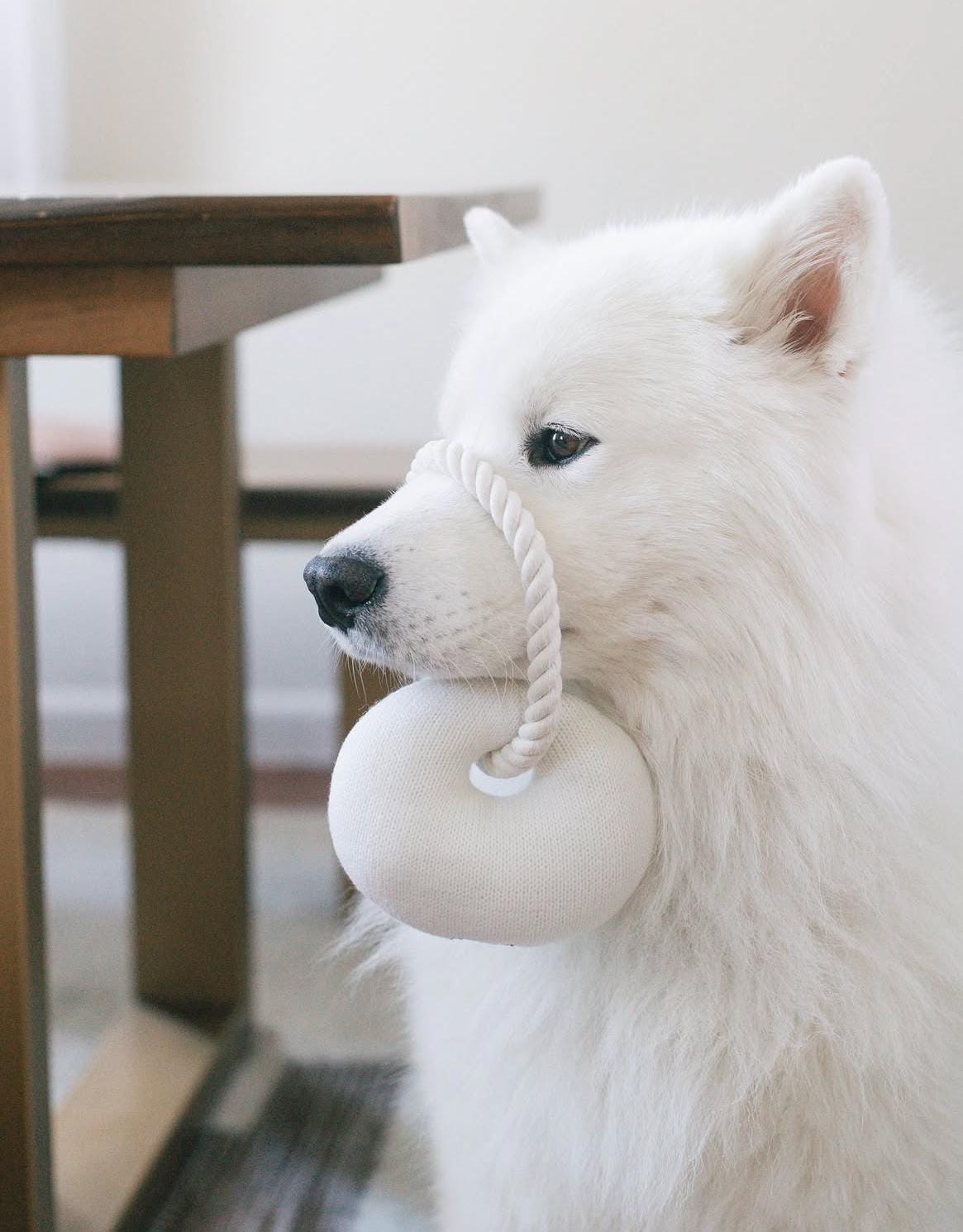 Modern Minimalist DOG TOY Croissant Plush Toy With Rope - Etsy