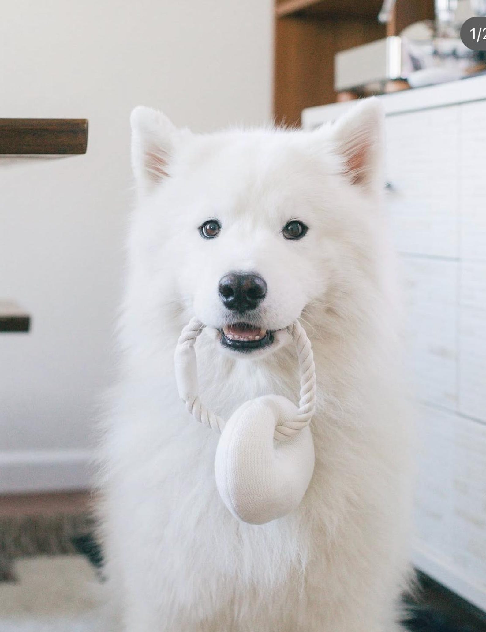 Modern Minimalist DOG TOY Croissant Plush Toy With Rope - Etsy