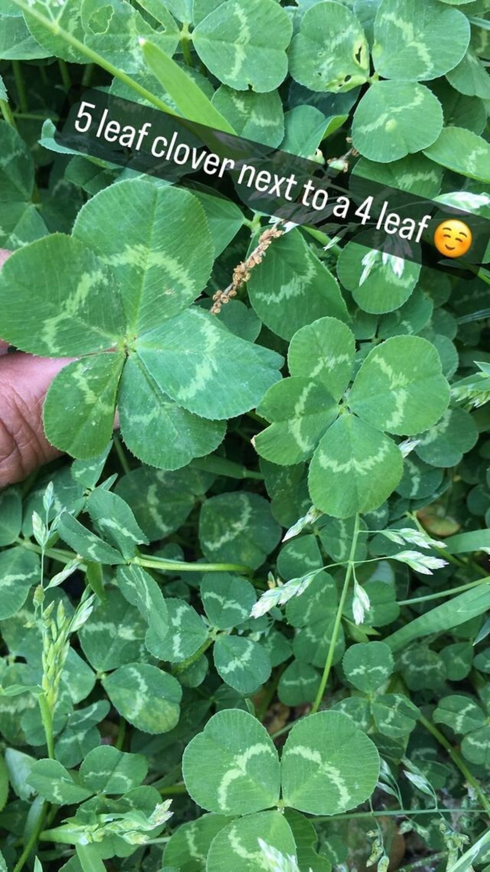 Four Leaf Clovers - Picked in Virginia - Etsy