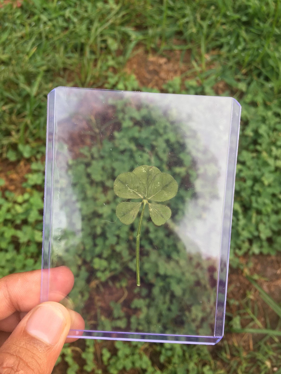 Five Leaf Clovers - Picked in Virginia - Etsy