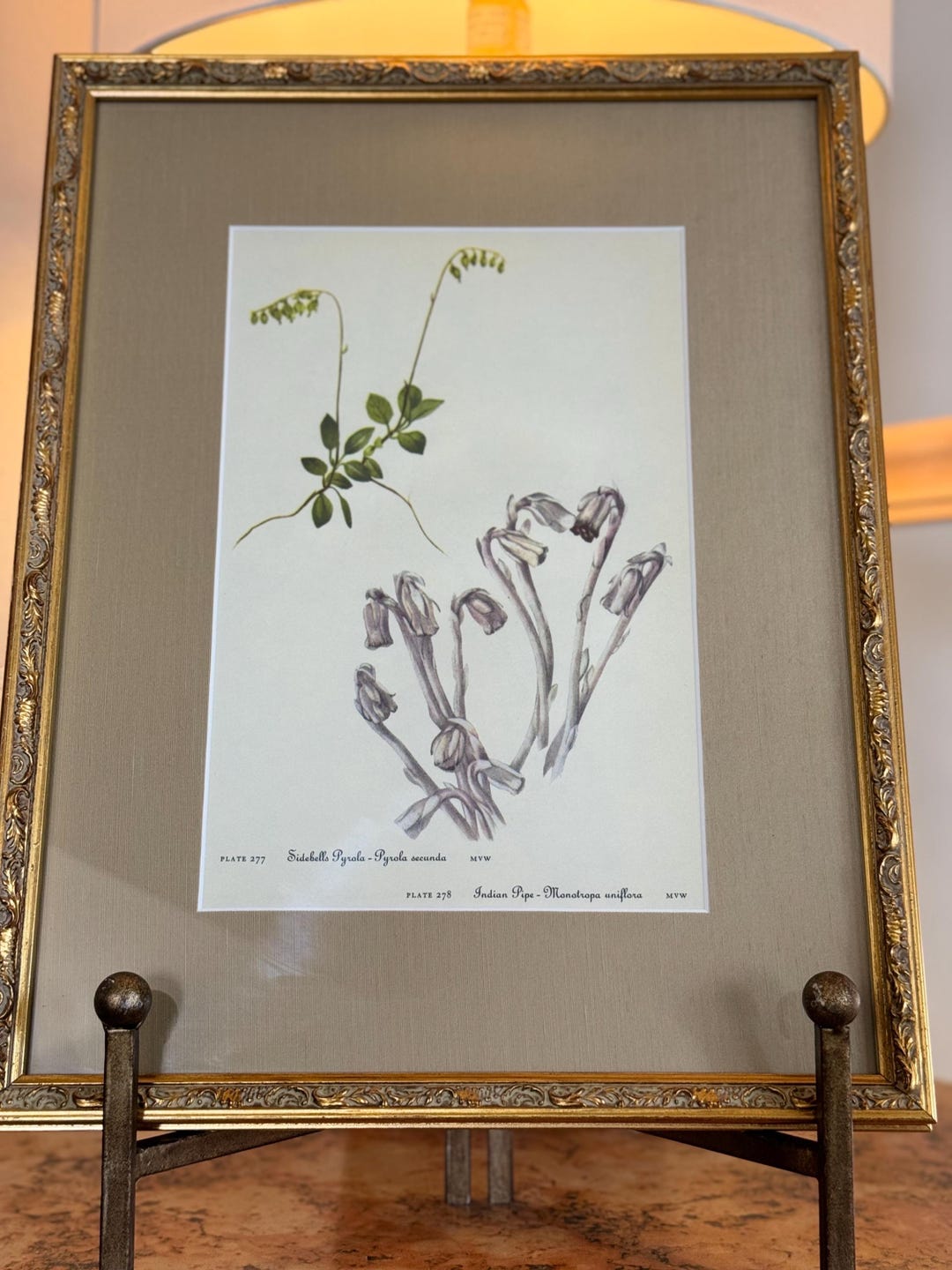 Vintage Botanical Print: Sidebells Pyrola & Indian Pipe, Gold Frame (17 ...
