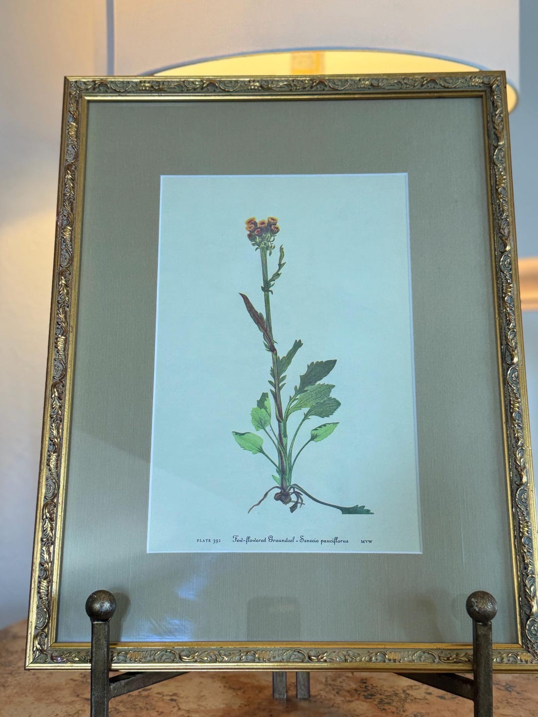 Vintage Reproduction Botonical Print Plate 391 Few- Flowered Groundsel ...