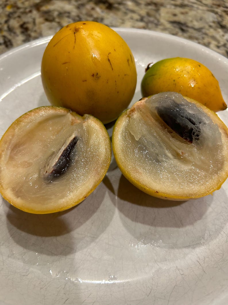 4 Abiu Seeds Fresh and USA Grown - Etsy