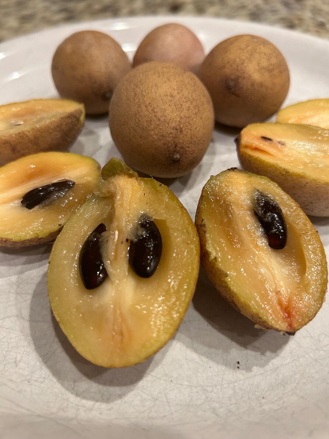 5 Silas Wood Sapodilla Seeds Fresh and USA Grown - Etsy
