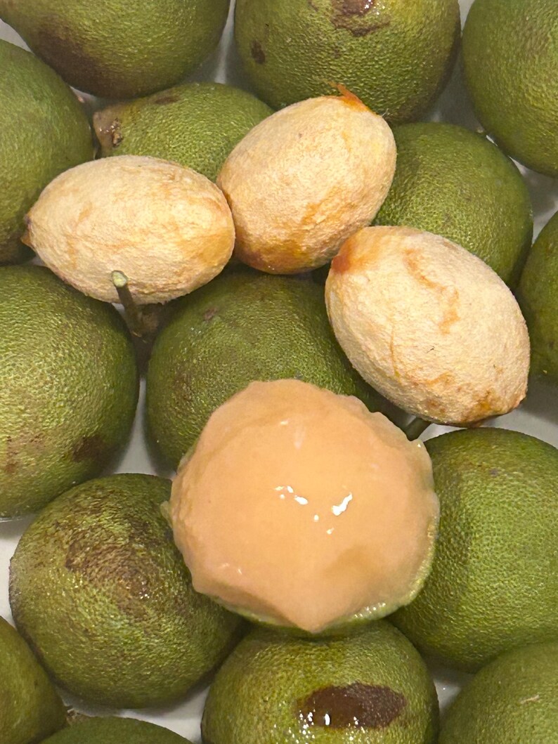 5 Spanish Lime Seeds Fresh and USA Grown - Etsy