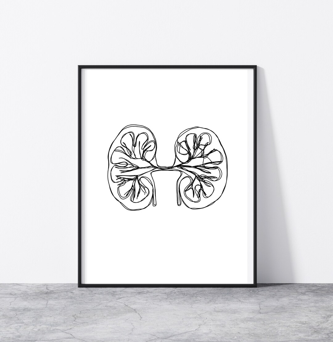 Kidneys Modern Art Line Drawing Renal Doctors Office Art - Etsy