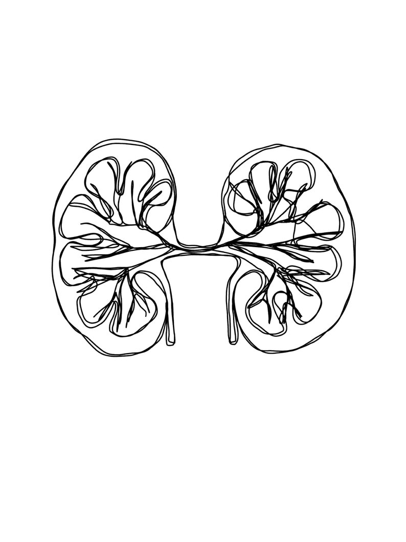 Kidneys Modern Art Line Drawing Renal Doctors Office Art - Etsy