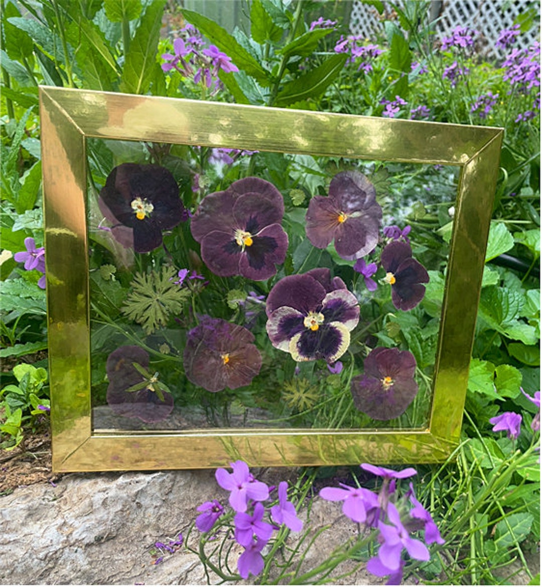 Pressed Purple Pansies in Gold Frame - Etsy