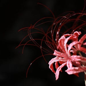 PDF Red Spider Lily Crochet Pattern, Crochet Flower Bouquet Patterns ...