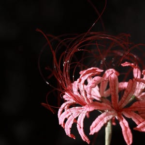 PDF Red Spider Lily Crochet Pattern, Crochet Flower Bouquet Patterns ...