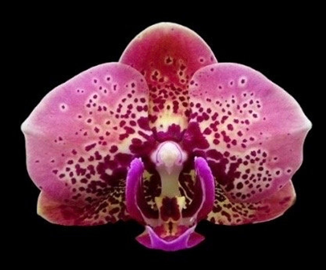 Phal. Ox Luna Rosa 3 Pot - Etsy