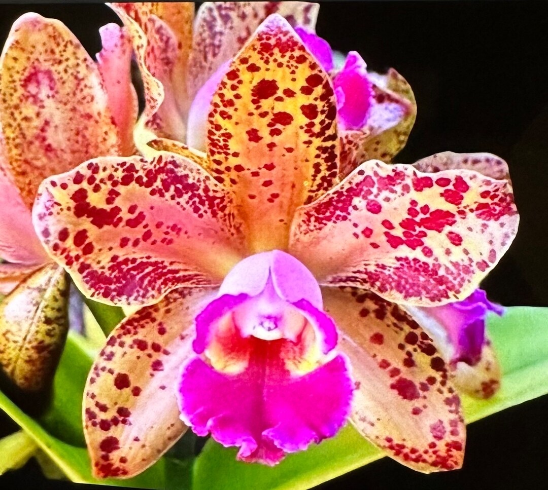 Rlc. Waianae Leopard 'ching Hua’ (3.5” Pot) - Etsy