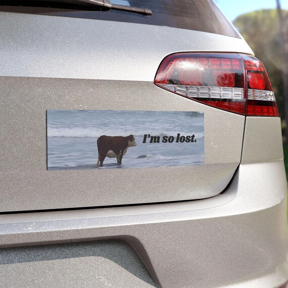 Mustang Fahrer Meme Why Are There So Many Mustang Memes Going Around?