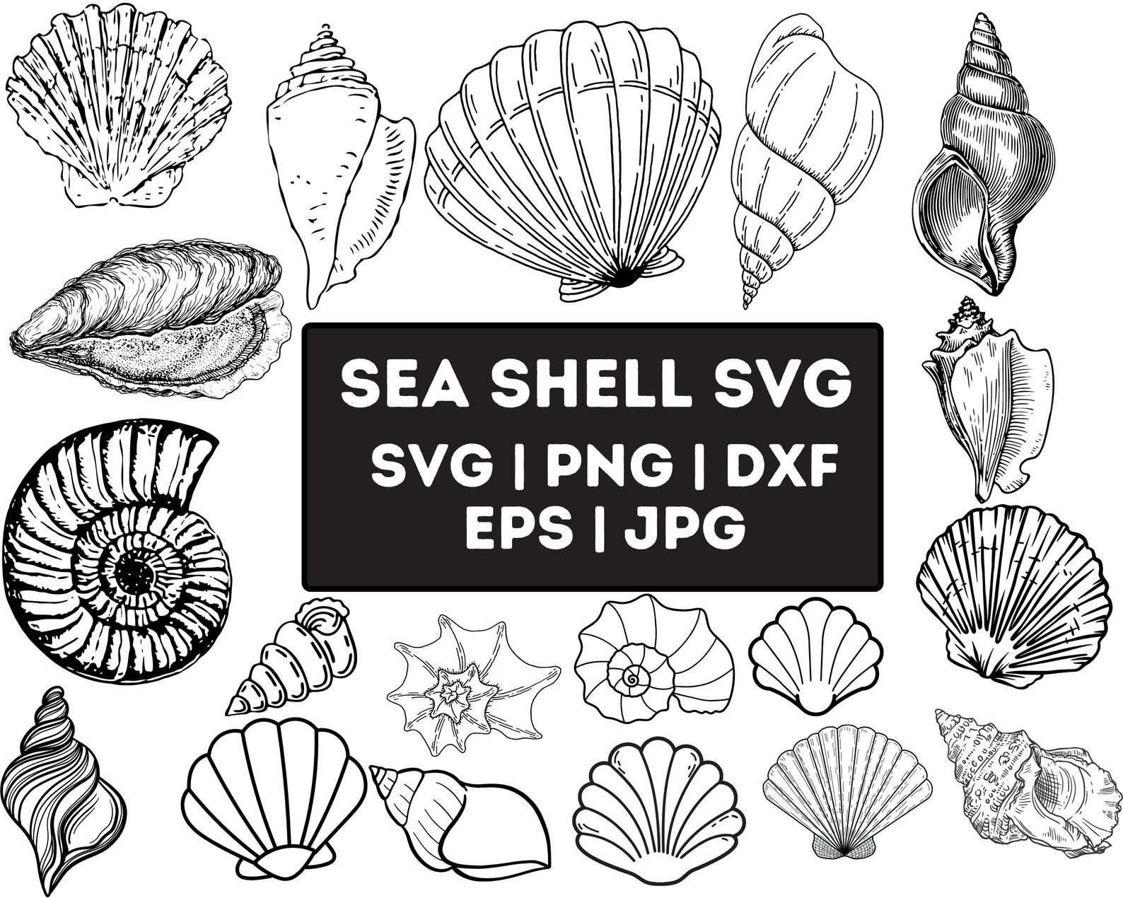 Seashell SVG Bundle, Seashell PNG Bundle, Seashell Clipart, Seashell ...
