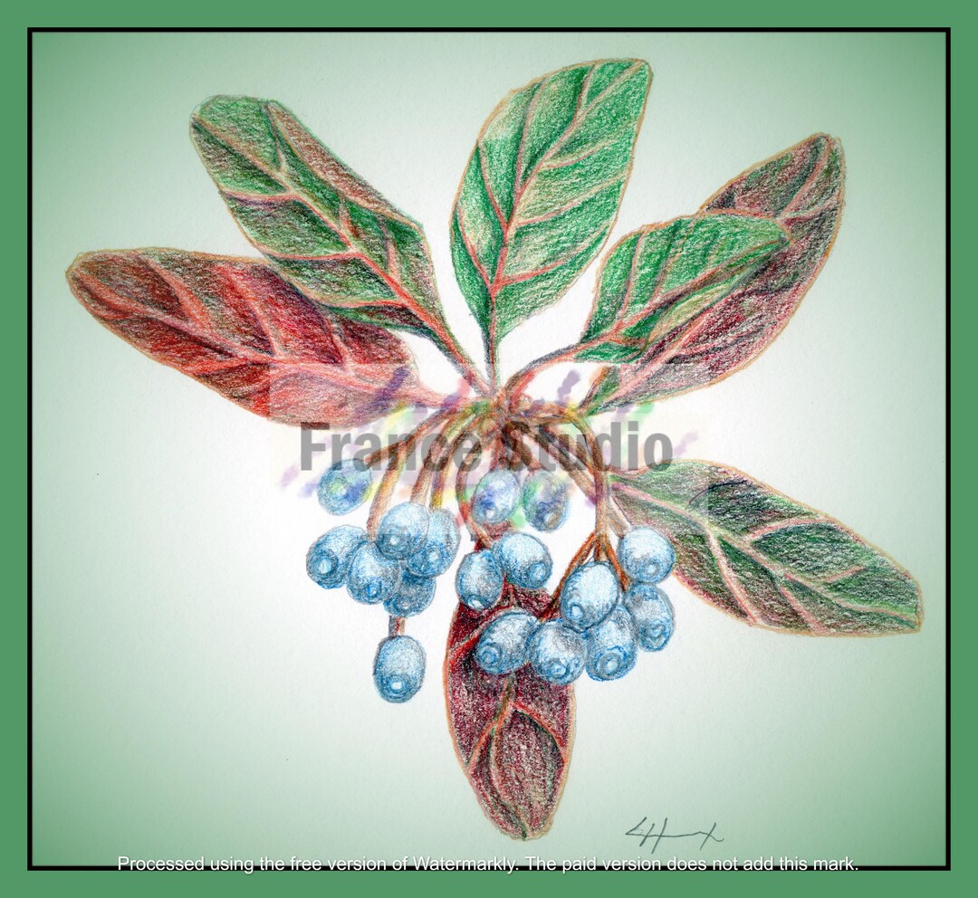 Print of a Color Pencil Drawing Named 'blue Berry' Unframed 7 1/2"x8 ...