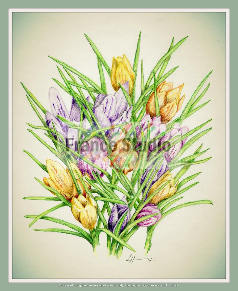Print of a Color Pencil Drawing Named 'crocus' Unframed 8 1/2"x11" - Etsy