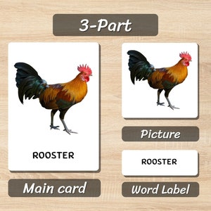 Flashcards for Kids, FARM ANIMALS (real Pictures), Farm Animals Cards ...