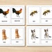 Flashcards for Kids, FARM ANIMALS real Pictures, Farm Animals Cards ...