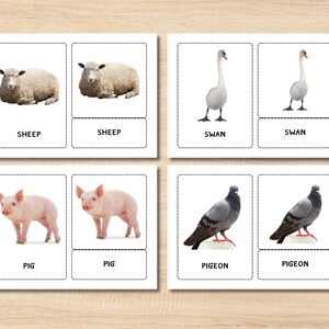 Flashcards for Kids, FARM ANIMALS (real Pictures), Farm Animals Cards ...