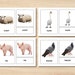 Flashcards for Kids, FARM ANIMALS (real Pictures), Farm Animals Cards ...