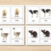 Flashcards for Kids, FARM ANIMALS (real Pictures), Farm Animals Cards ...