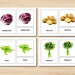 Flashcards for Kids, Vegetables (real Pictures), Vegetables Cards ...