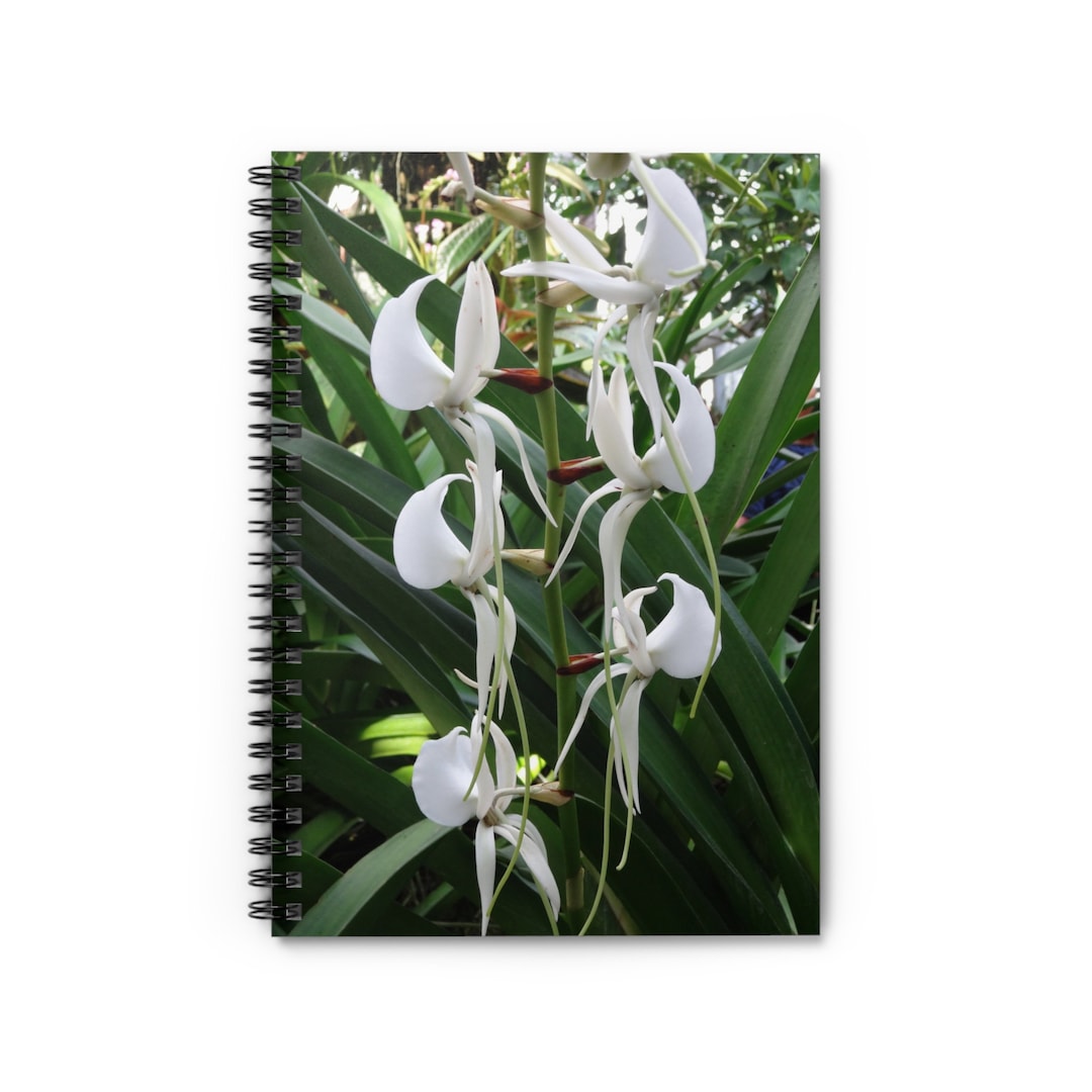 Ghost Orchid Spiral Notebook Ruled Line Rare Orchid Leafless Orchid ...