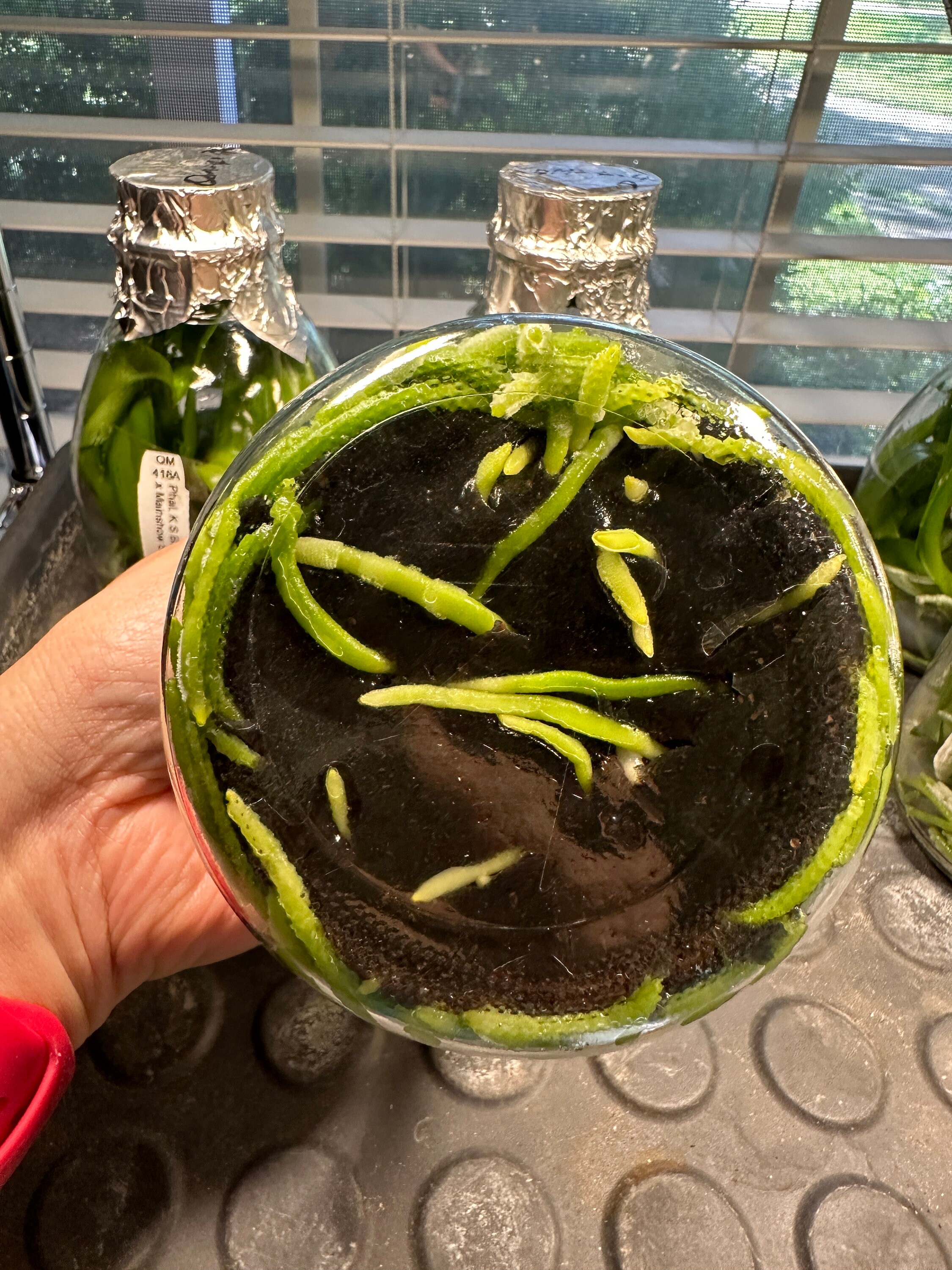 Orchid Flask Phalaenopsis Mainshow Sapphire Hybrid 15 Seedlings - Etsy