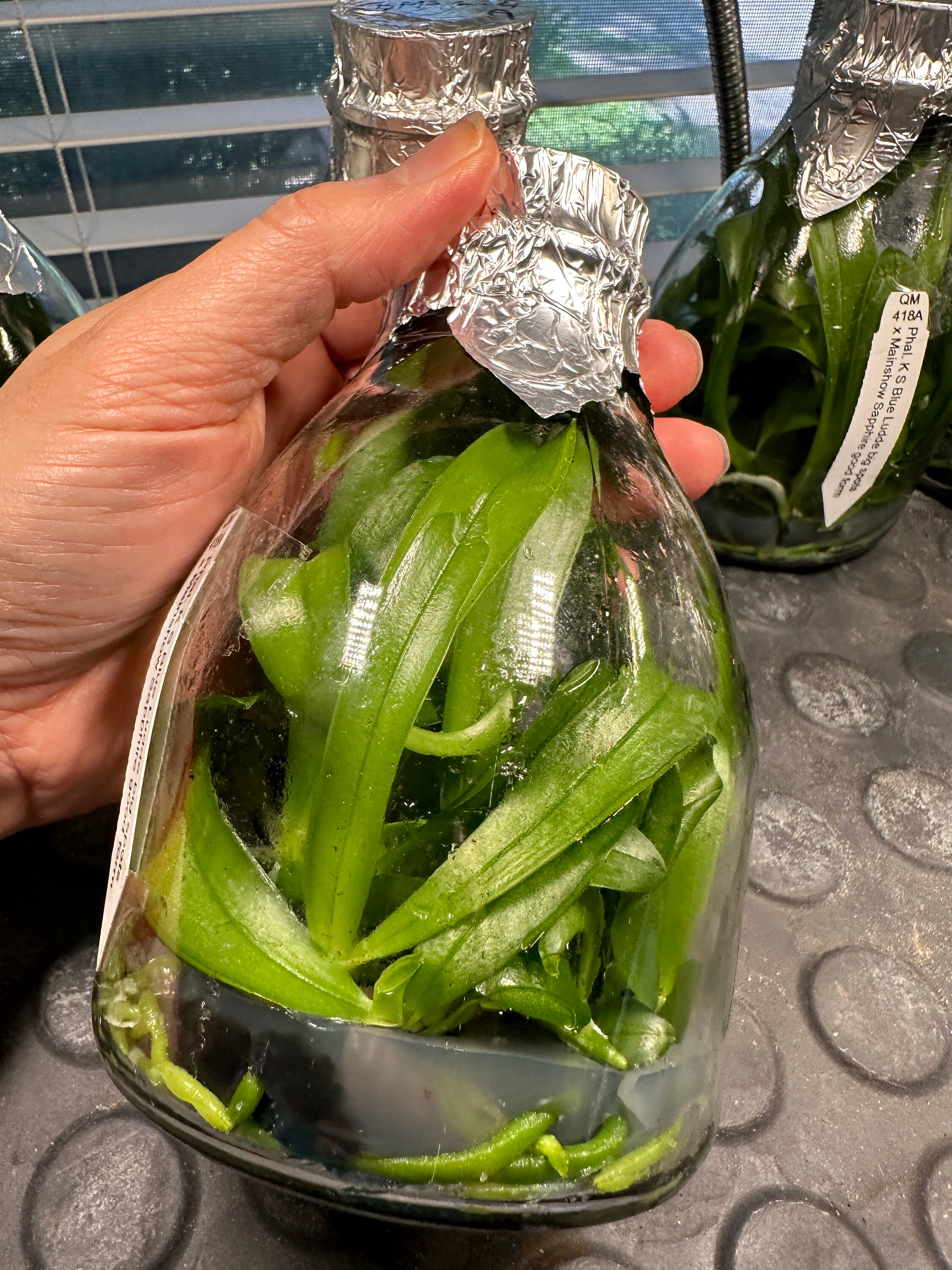 Orchid Flask Phalaenopsis KS Blue Ludde Hybrid 15 Seedlings - Etsy