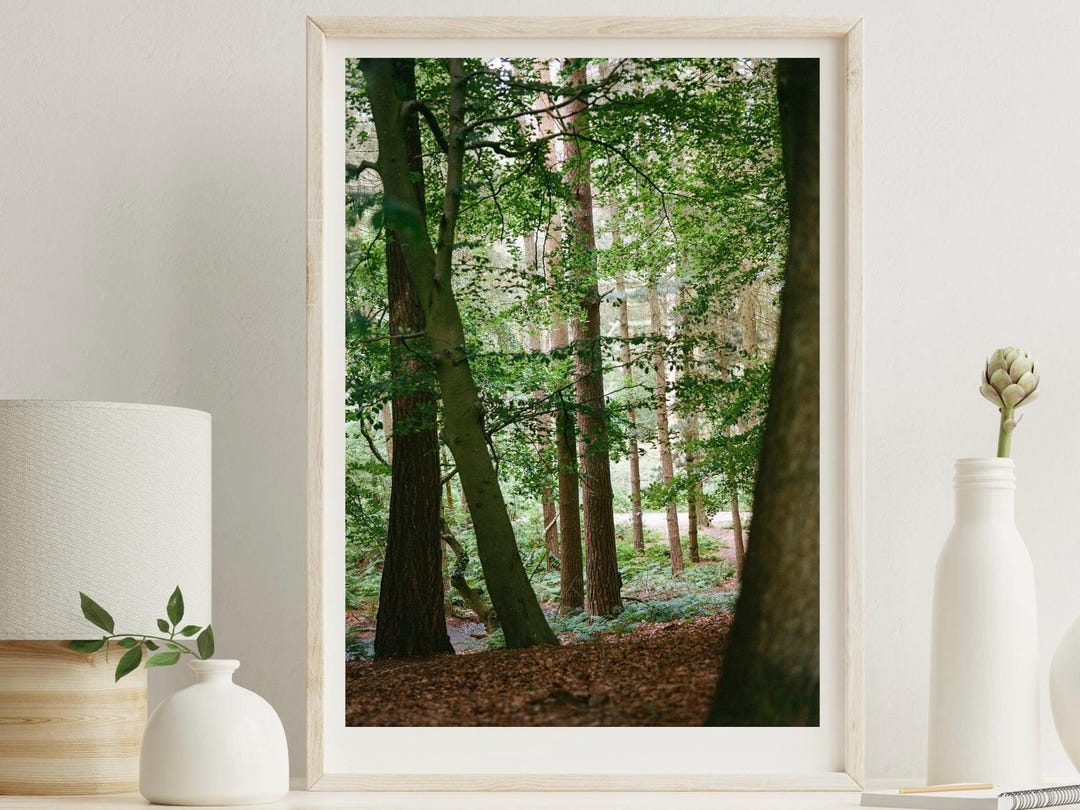 Forest Woodland Trees Photo Print Wall Art - Limited Edition Analogue ...