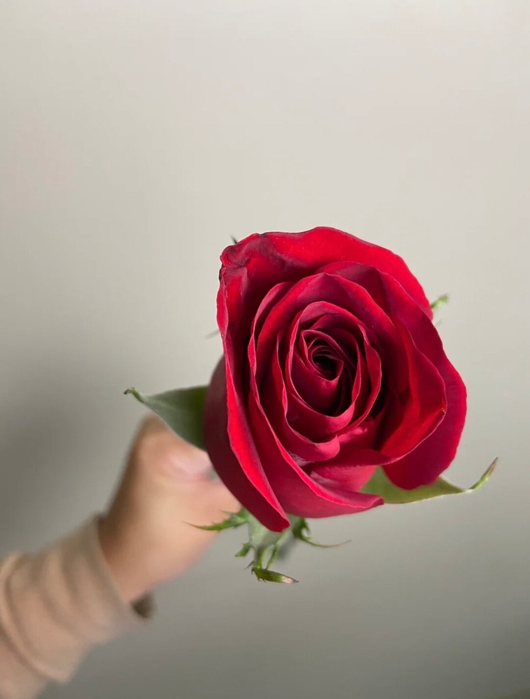 Fresh Cut Roses Roses Freedom Red Fresh Red Roses Wedding Flowersdiy ...