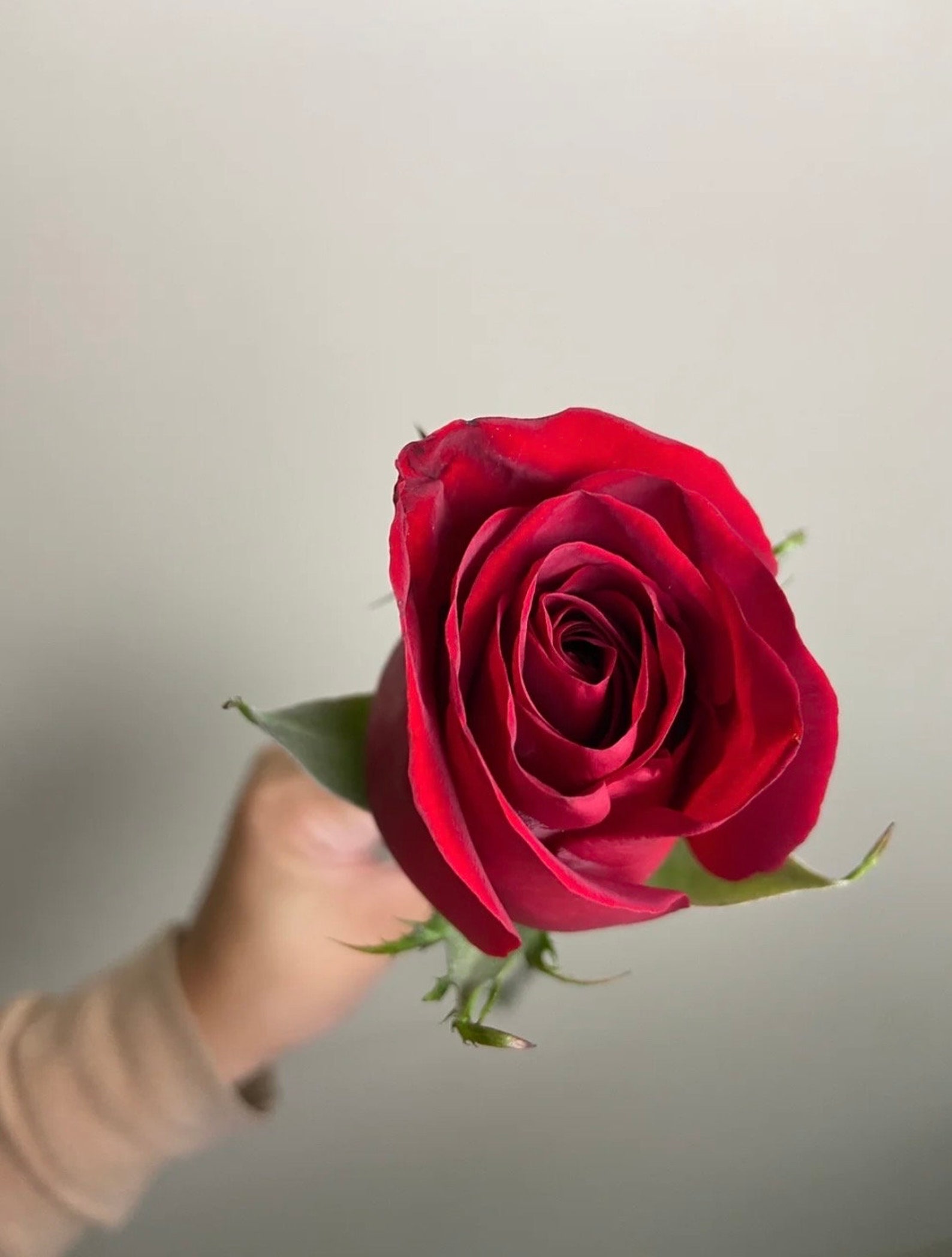 Fresh Cut Roses Roses Freedom Red Fresh Red Roses Wedding Flowersdiy ...