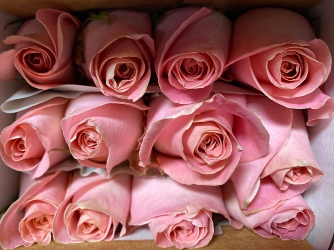 Fresh Cut Roses Roses Hermosa Bubble Gum Pink Fresh Pink Roses - Etsy