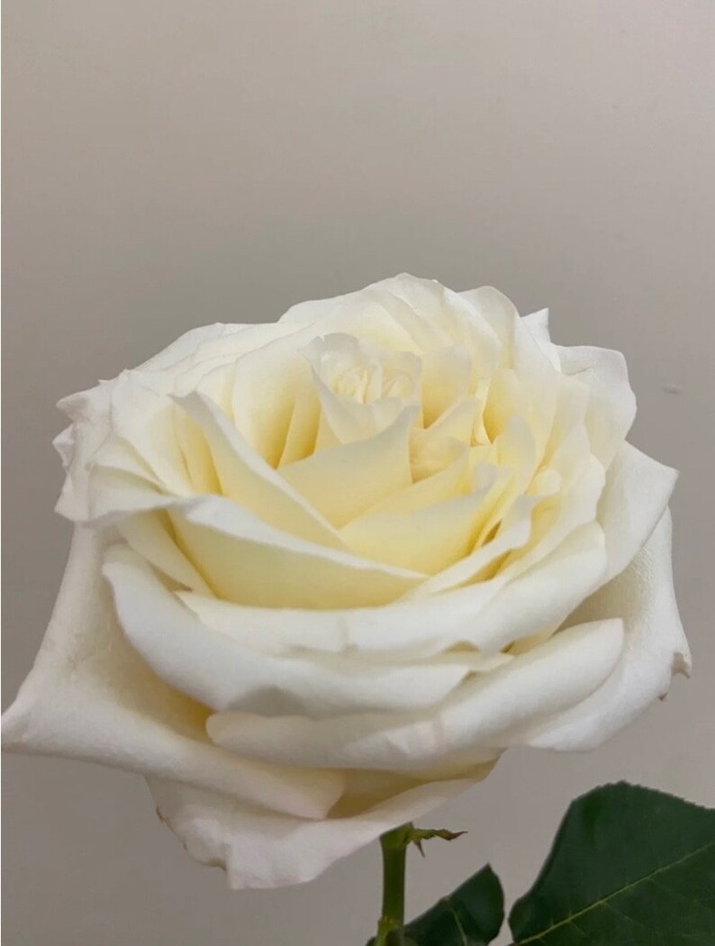 Fresh Cut Roses Roses Candle Light Fresh White Roses Wedding Flowersdiy ...